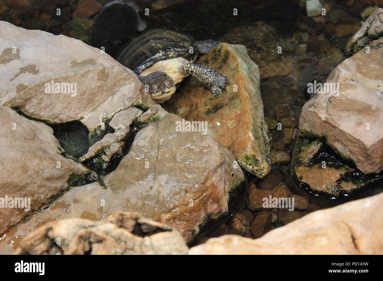 Turtle Out Of Shell High Resolution Stock Photography and Images - Alamy