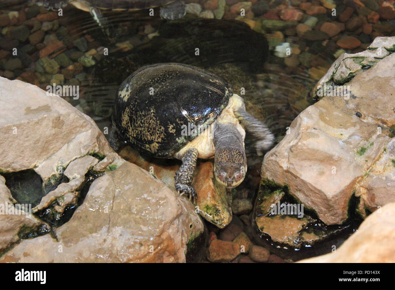 Florida soft shell turtle crawling around the natural stones and rocks ...