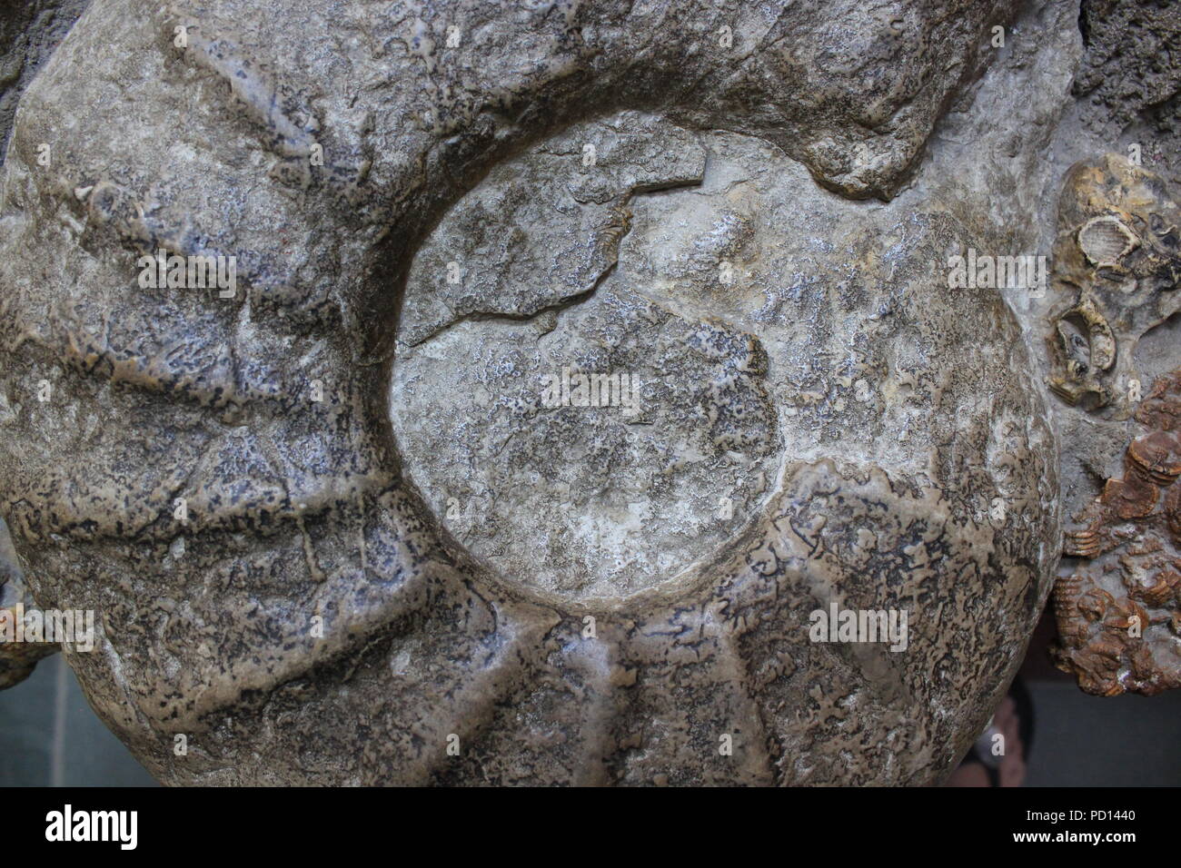 Fossilized shell impression in concrete and stone Stock Photo - Alamy