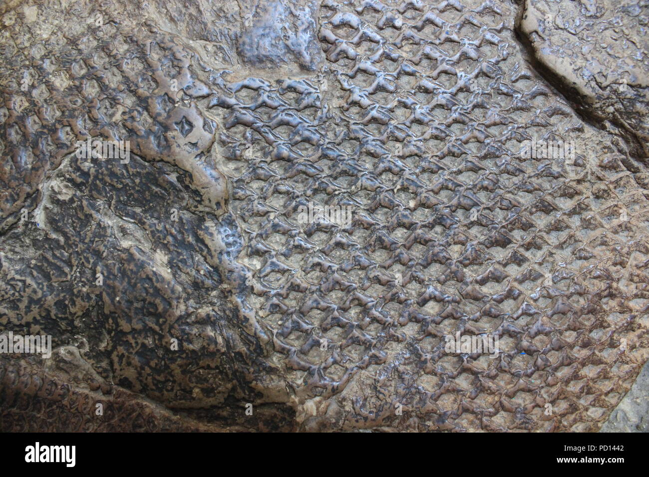 Fossilized remains of a fish with scales Stock Photo - Alamy