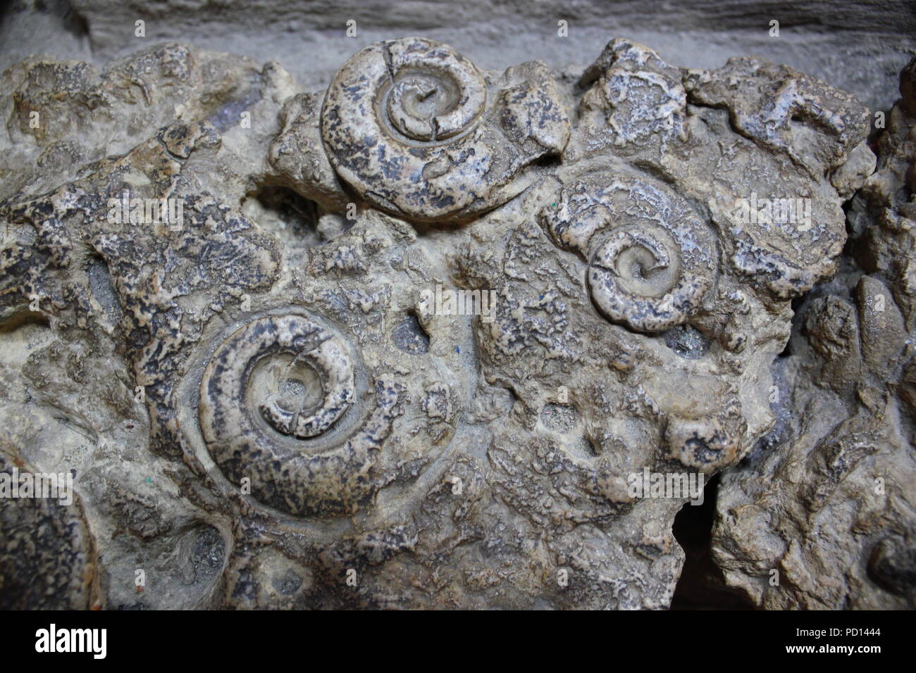 Fossilized shell impression in concrete and stone Stock Photo - Alamy