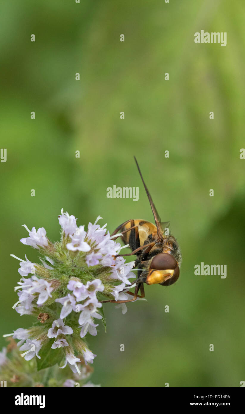 Hoverfly Volucella inanis (Syrphidae), England, UK Stock Photo - Alamy