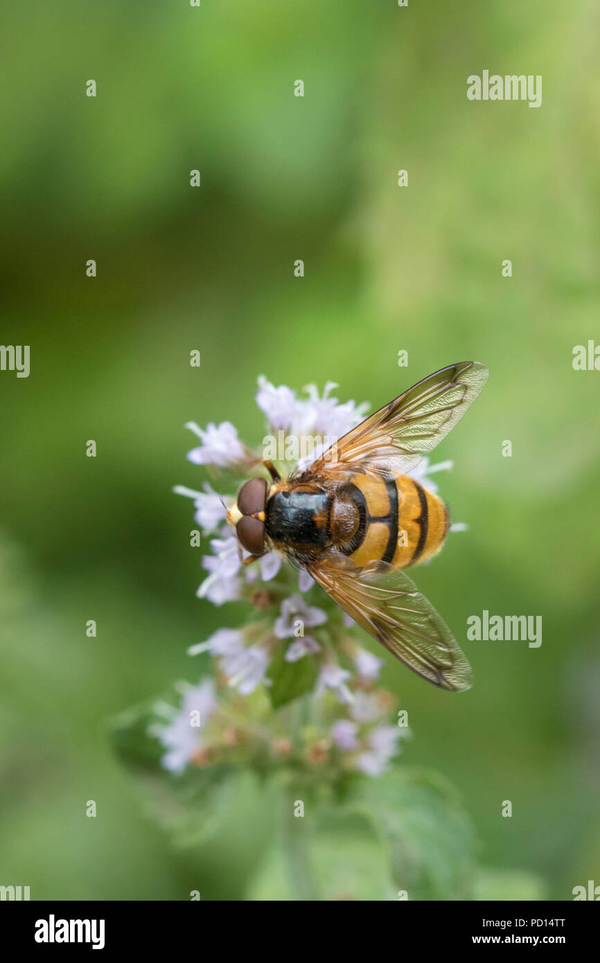 Hoverfly Volucella inanis (Syrphidae), England, UK Stock Photo - Alamy