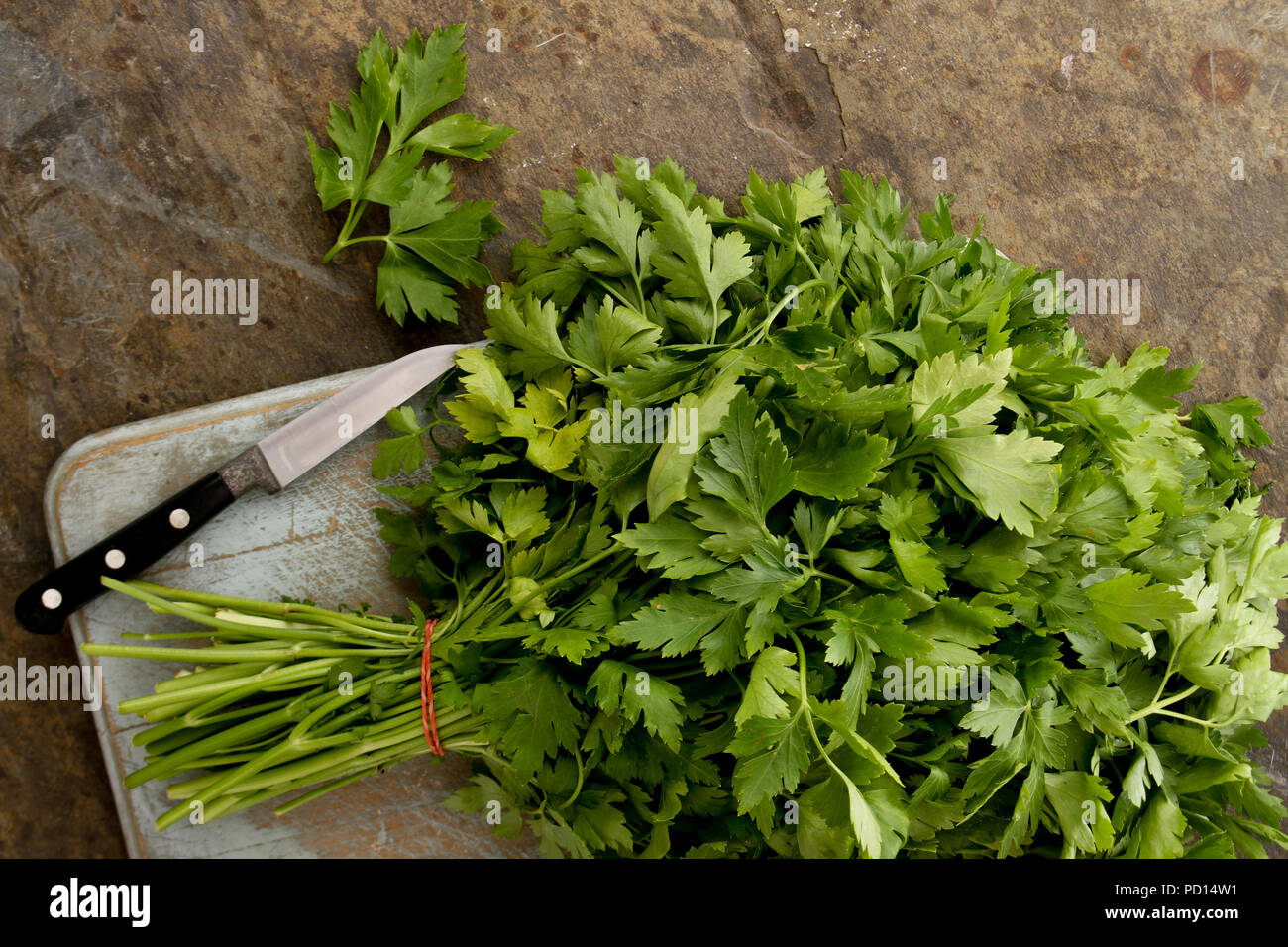 fresh flat leaf parsley bunch Stock Photo - Alamy