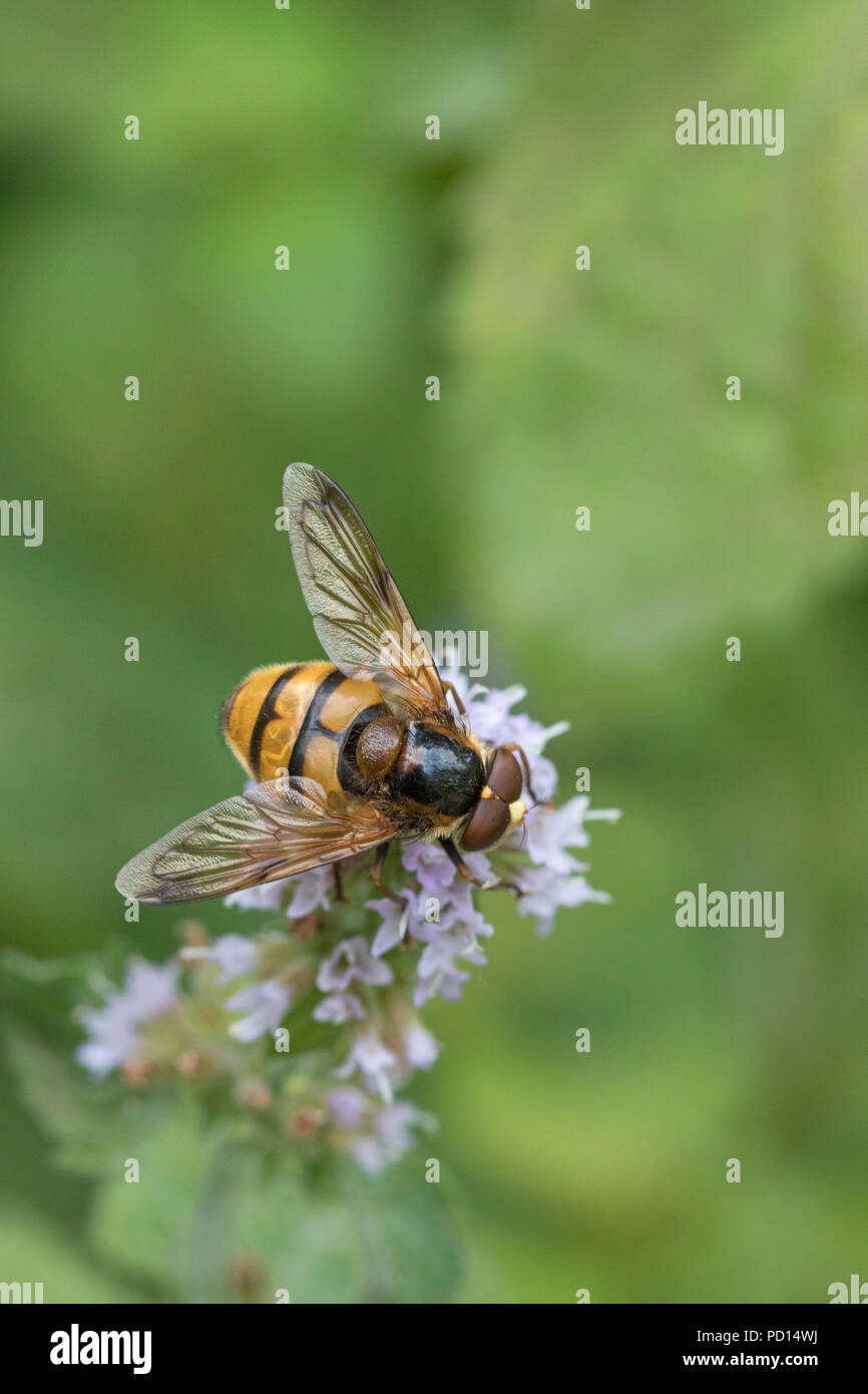 Hoverfly Volucella inanis (Syrphidae), England, UK Stock Photo - Alamy