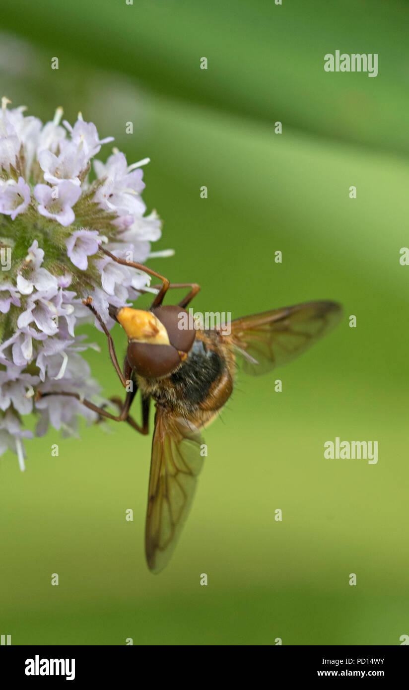 Hoverfly Volucella inanis (Syrphidae), England, UK Stock Photo - Alamy