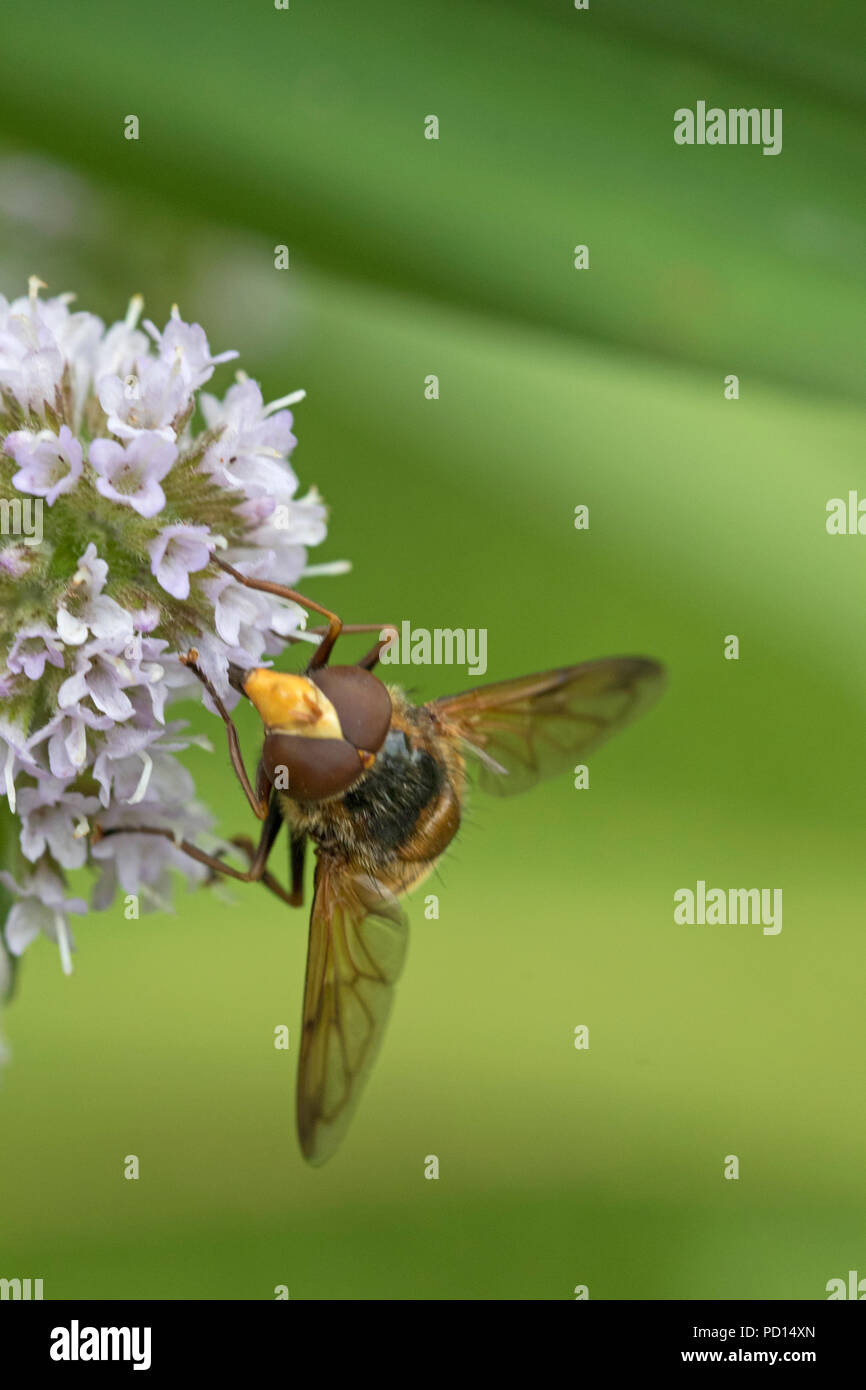 Hoverfly Volucella inanis (Syrphidae), England, UK Stock Photo - Alamy