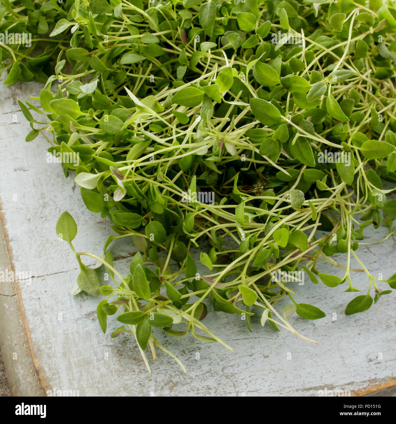 Micro herb thyme hi-res stock photography and images - Alamy