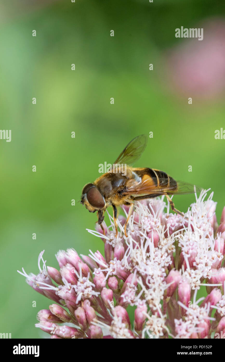 Hoverflies syrphidae hoverfly hi-res stock photography and images - Alamy