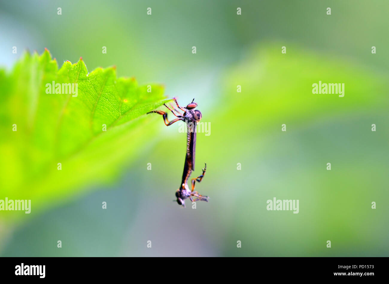 Damselflies Mating On Leaf High Resolution Stock Photography and Images ...