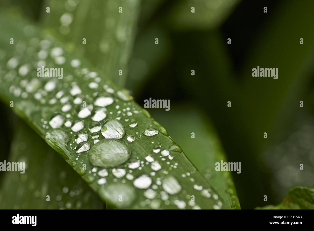 Dew drops after a summer rain, Bowness, Lake District National Park ...