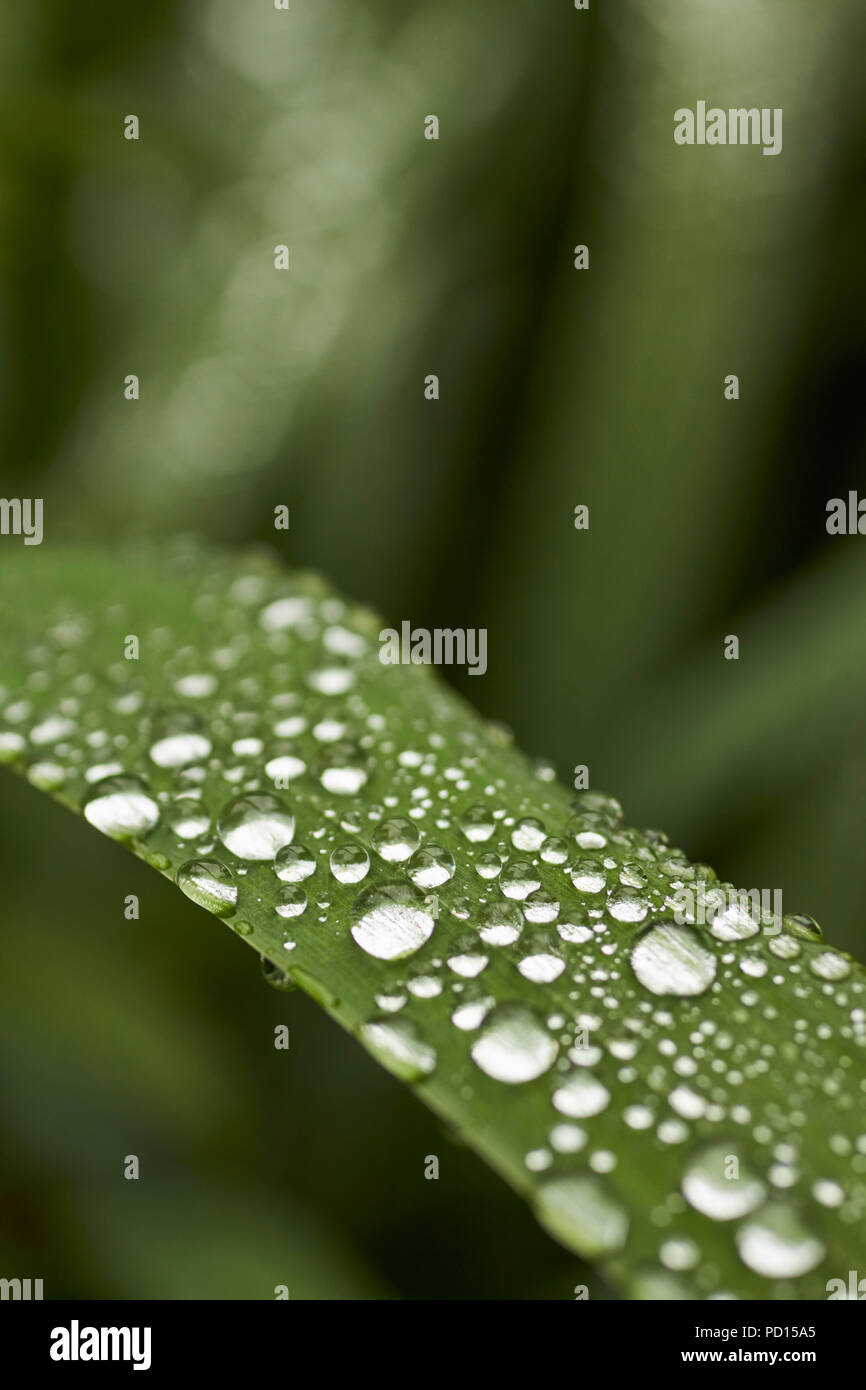 Dew drops after a summer rain, Bowness, Lake District National Park ...