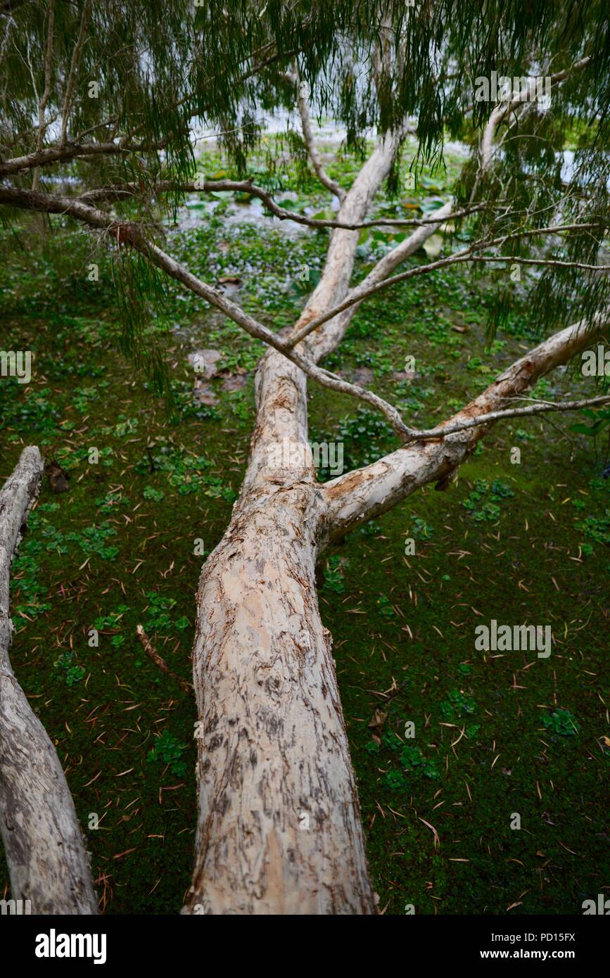Paperbark trees melaleucas growing near a river, Booroona walking trail ...