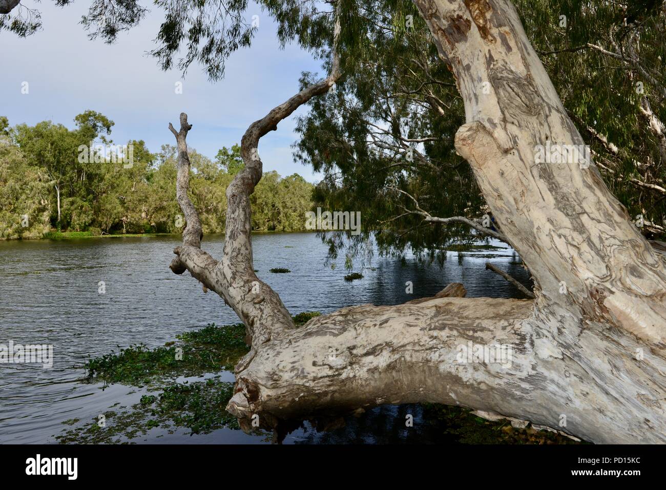 Paperbark trees melaleucas growing near a river, Booroona walking trail ...