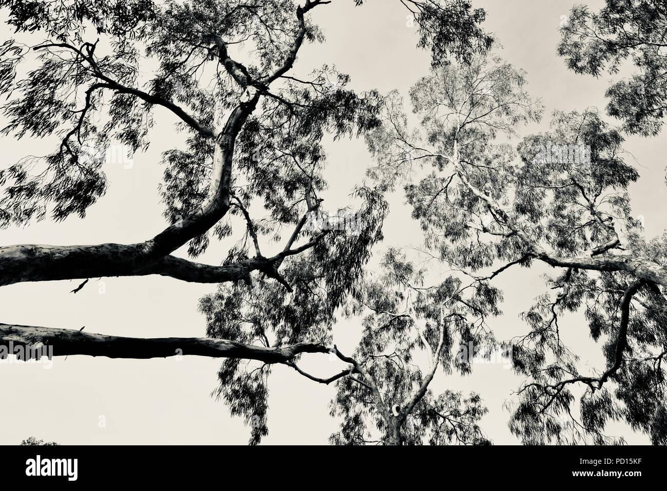 Tea trees in black and white looking up into the canopy, Booroona ...
