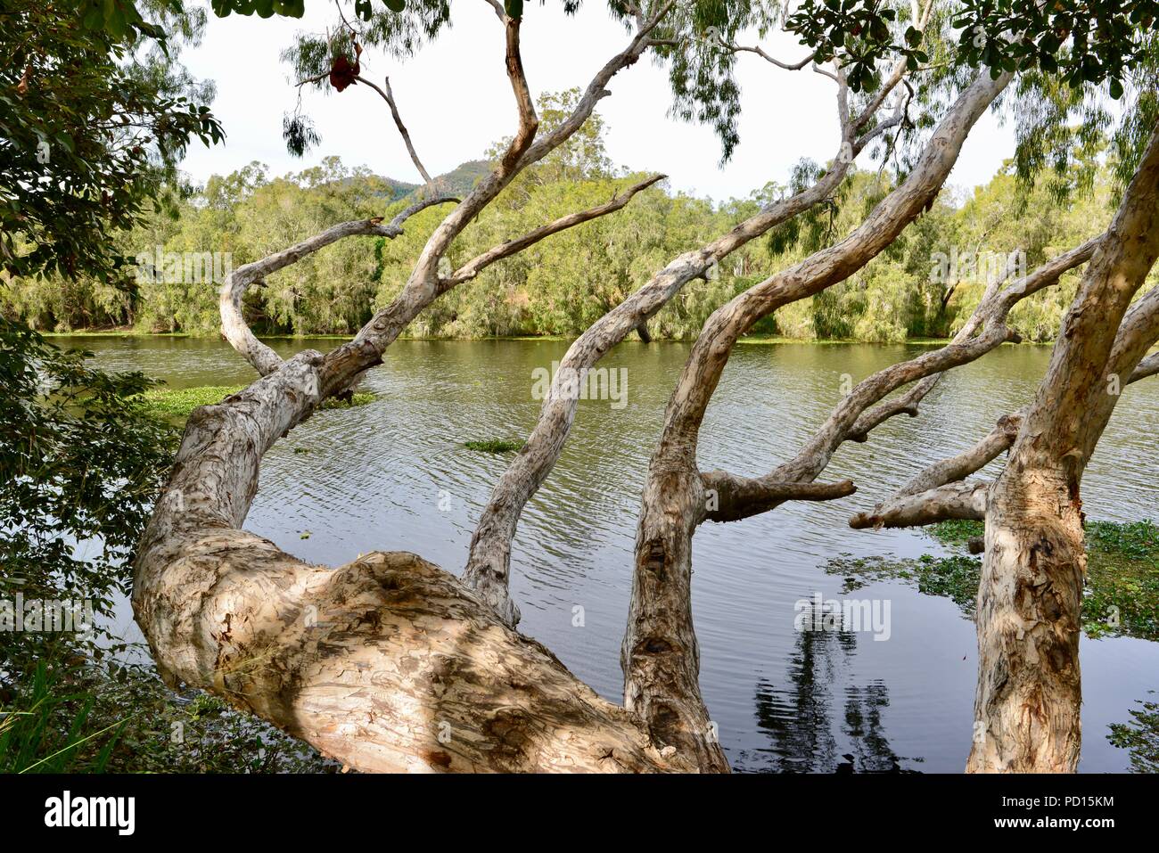 Paperbark trees melaleucas growing near a river, Booroona walking trail ...