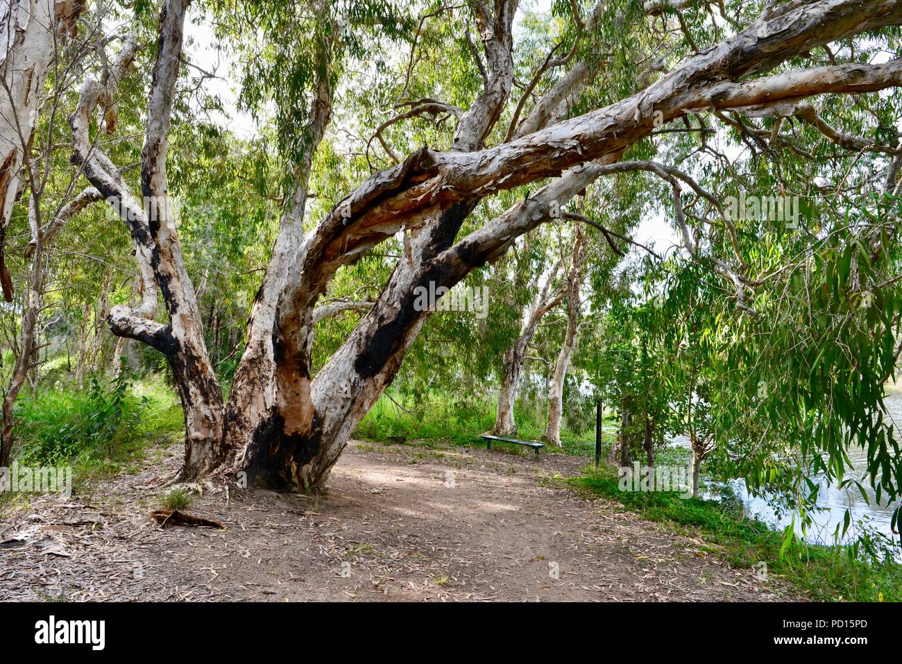 Paperbark trees melaleucas growing near a river, Booroona walking trail ...