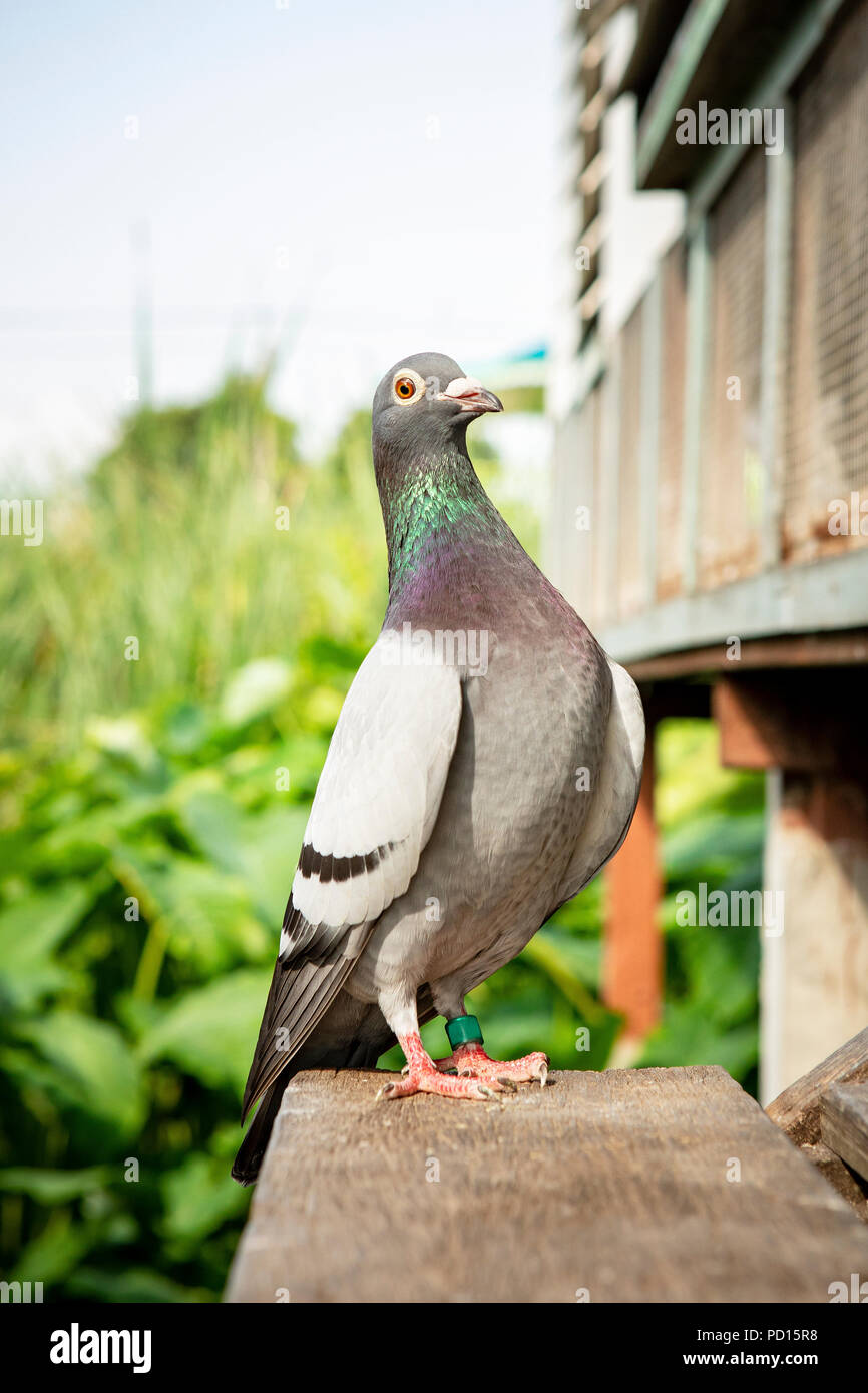 full body of speed racing pigeon bird at home loft Stock Photo - Alamy