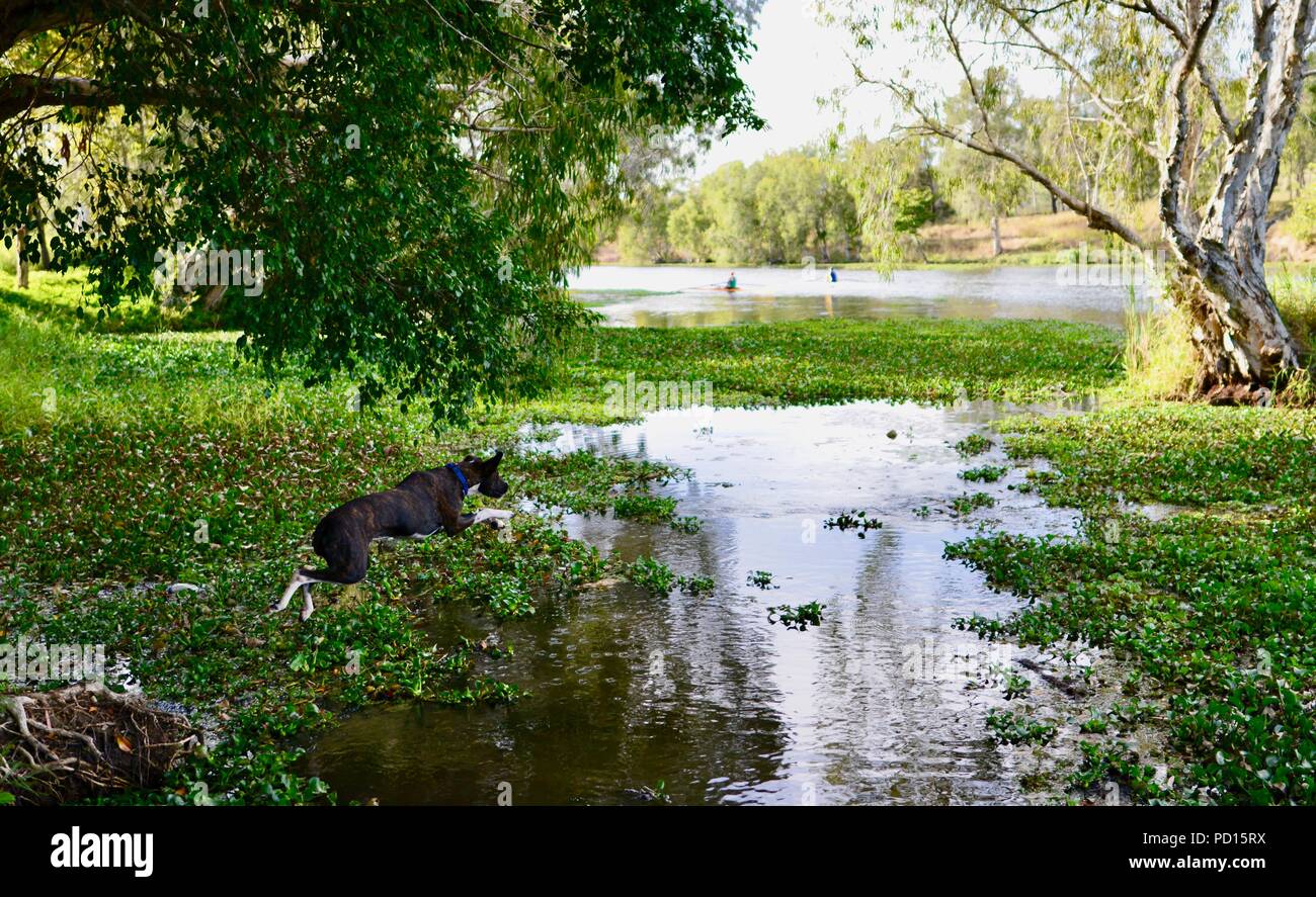A large black dog jumping into the water, Booroona walking trail on the ...