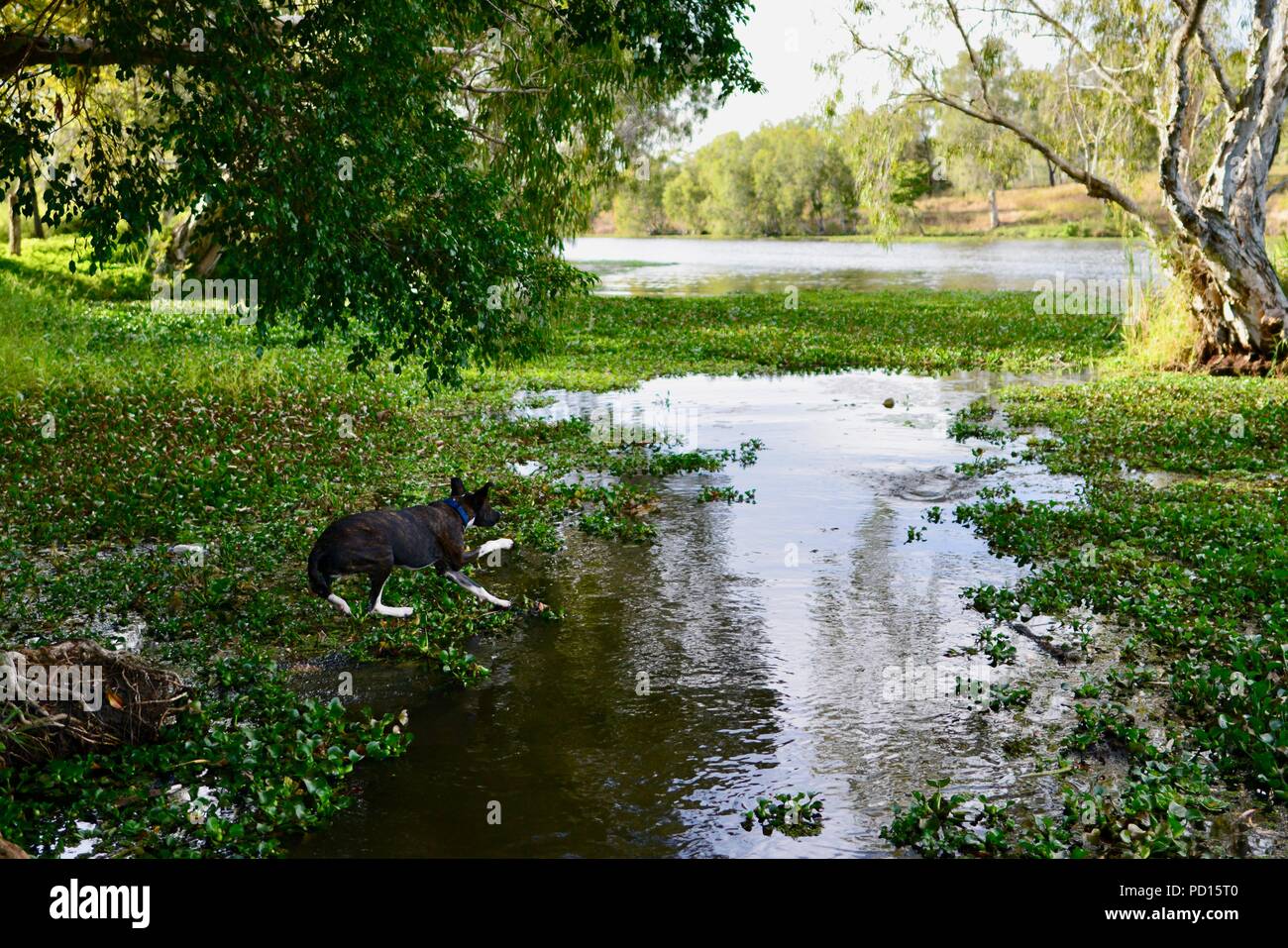 A large black dog jumping into the water, Booroona walking trail on the ...