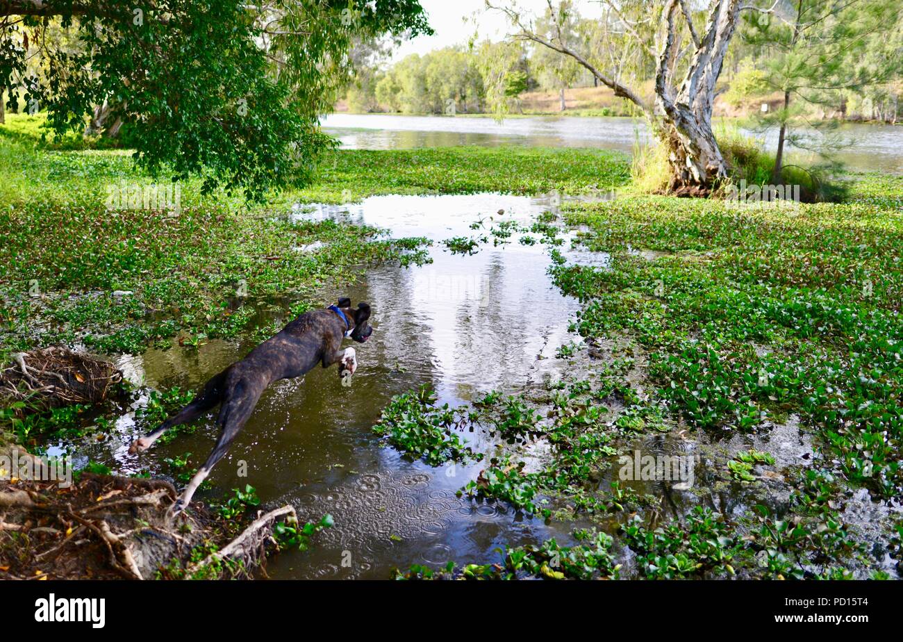 A large black dog jumping into the water, Booroona walking trail on the ...