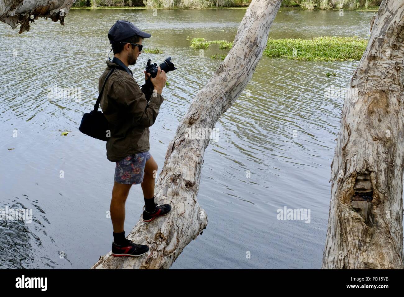 A man stands on a tree limb over a river while taking a photo, Booroona ...