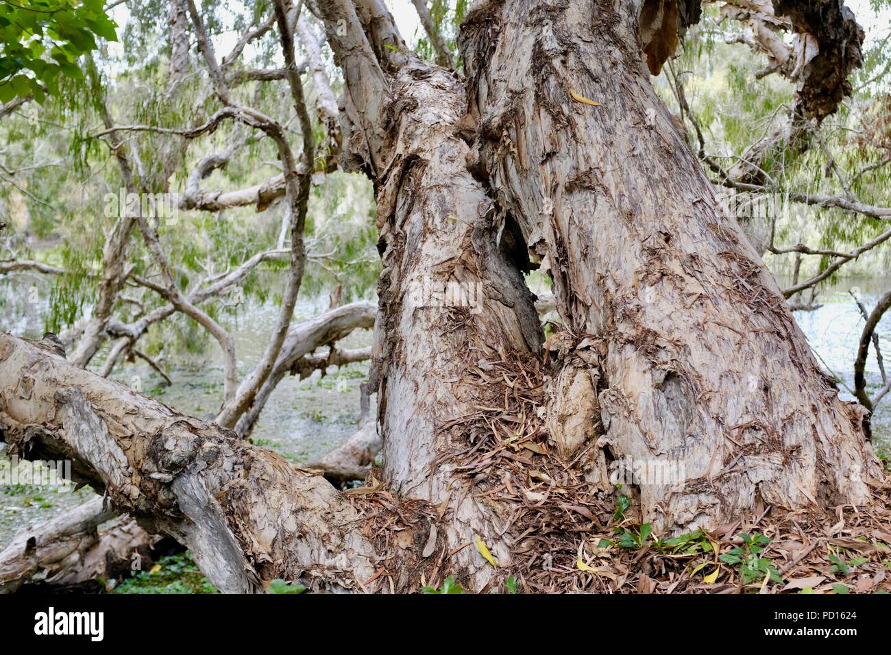 Paperbark trees melaleucas growing near a river, Booroona walking trail ...
