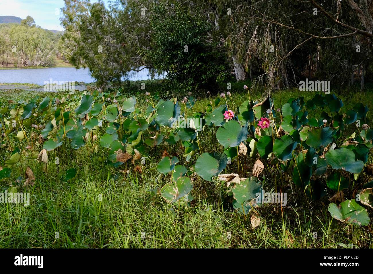 Large water lily plants with large pink flowers, Booroona walking trail ...