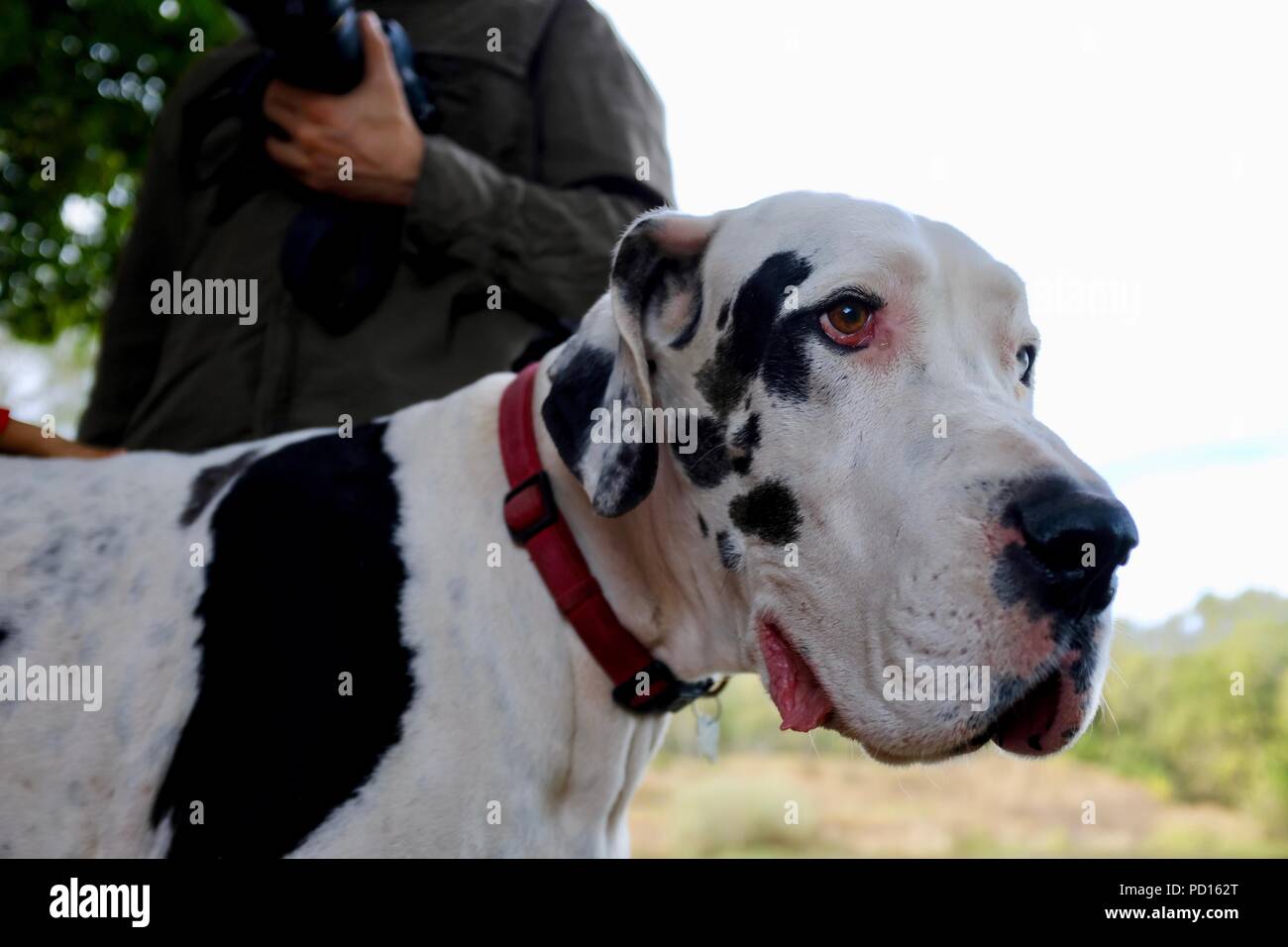 White and black great dane dog with heterochromia, Booroona walking ...