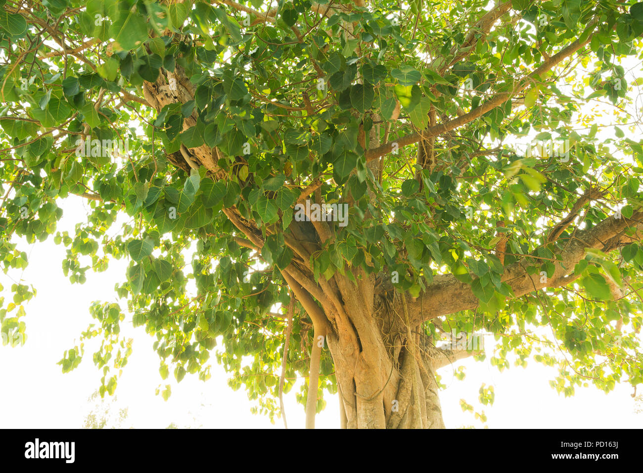 Bodhi Tree isolated against a over white background Stock Photo - Alamy