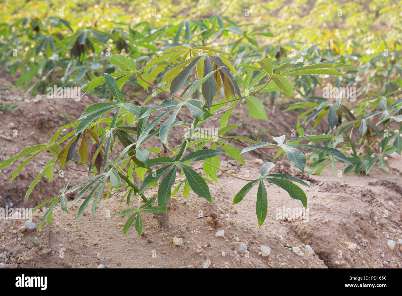 the small cassava tree in plantation closeup Stock Photo - Alamy