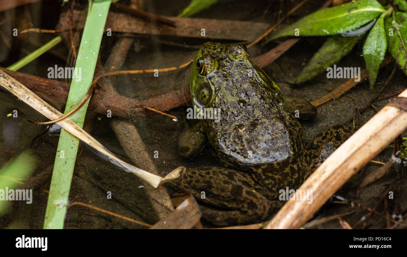 North american green frog hi-res stock photography and images - Alamy