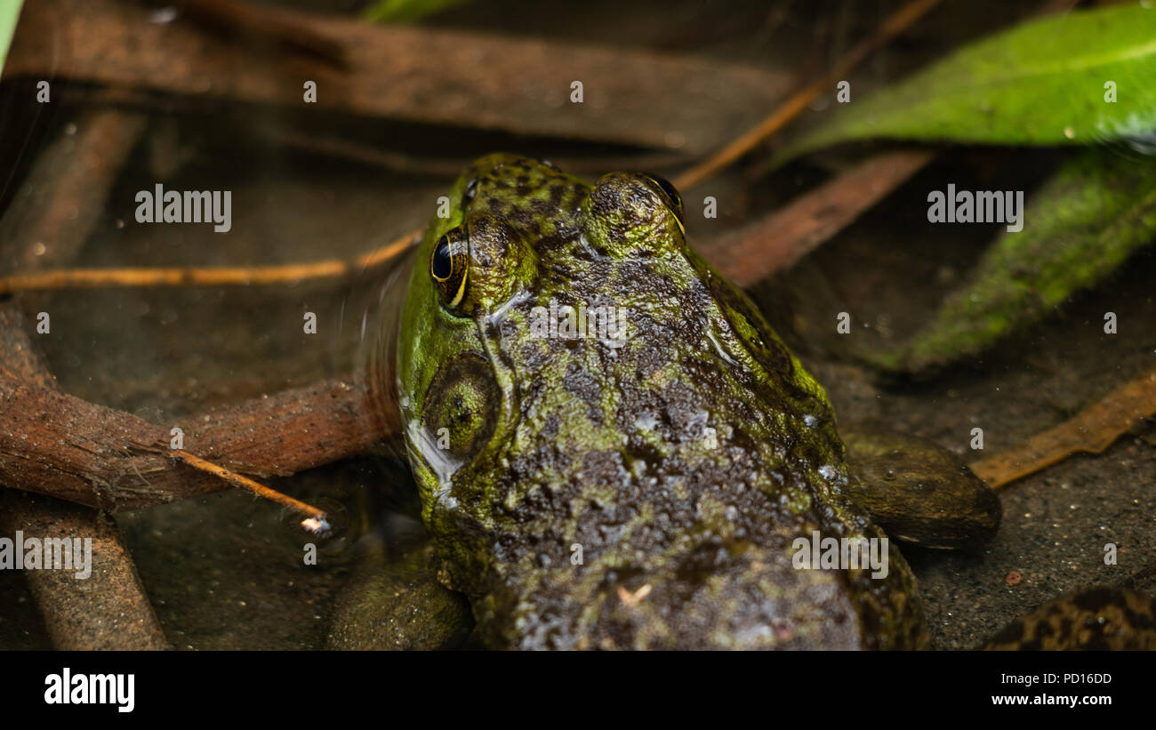 Frog legs hi-res stock photography and images - Alamy
