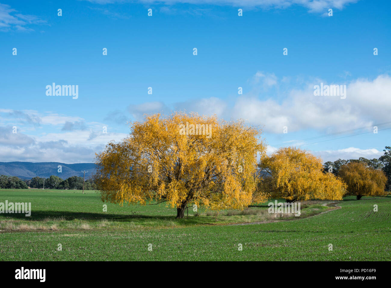 Wattle tree hi-res stock photography and images - Alamy