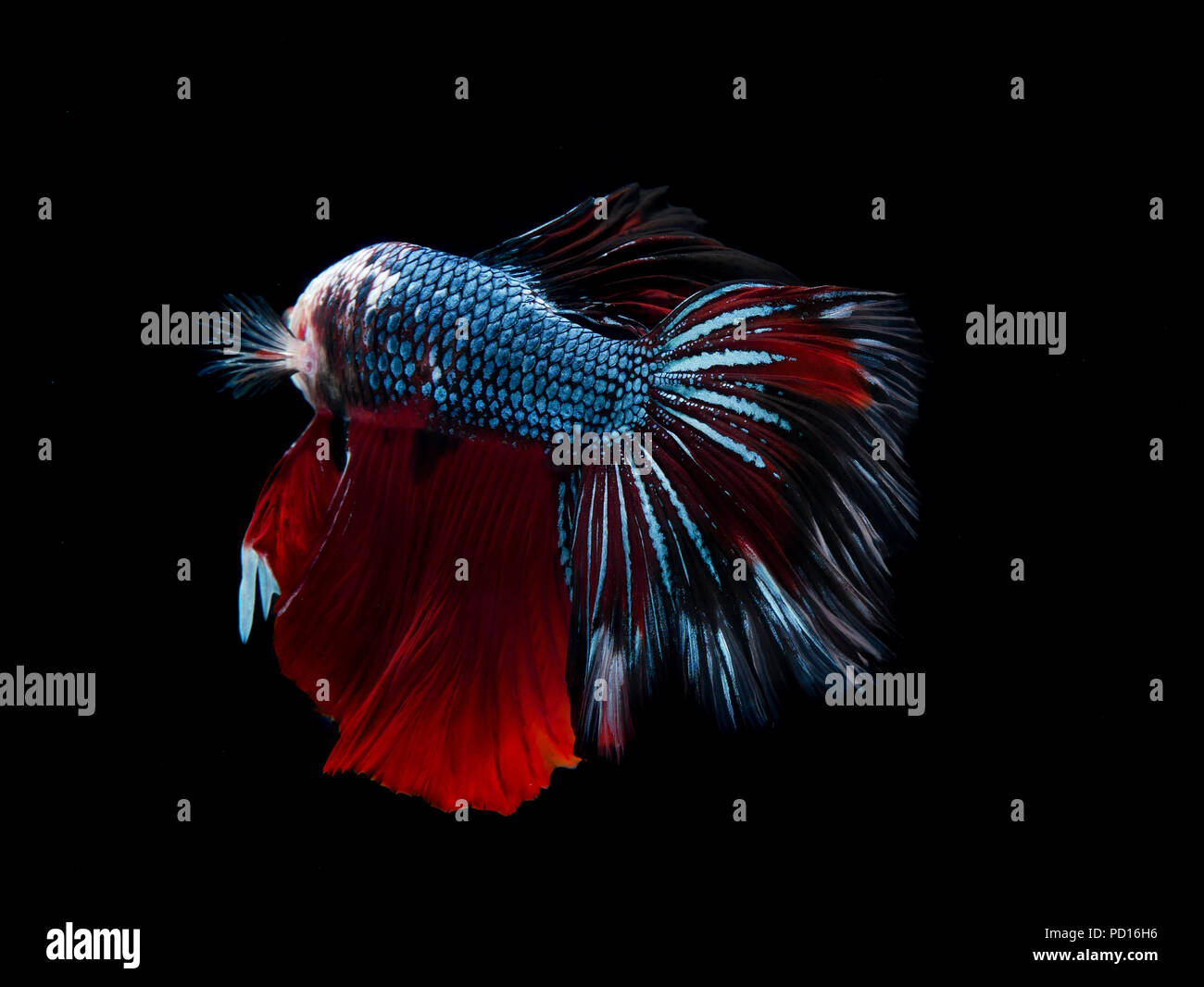 betta fish isolated on black background Stock Photo - Alamy