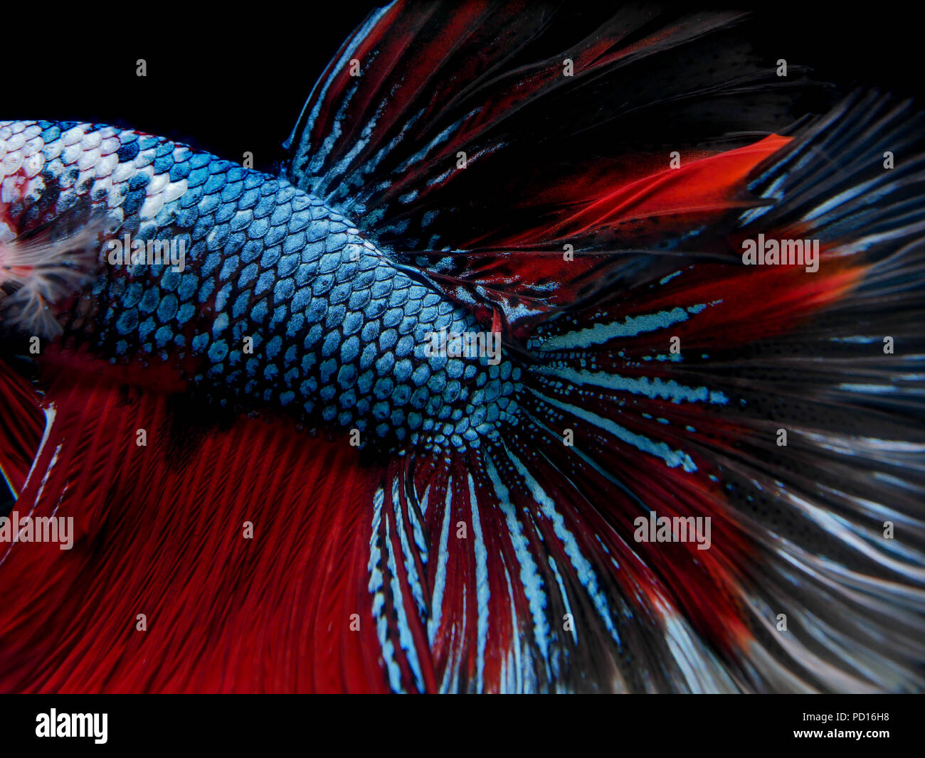 betta fish isolated on black background Stock Photo - Alamy