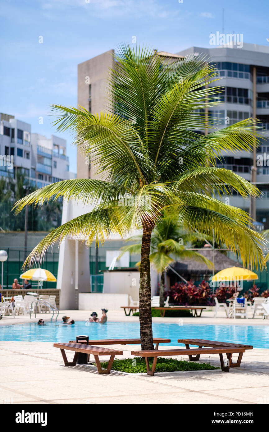 Palm tree in public swimming pool area under the hot sun during summer ...