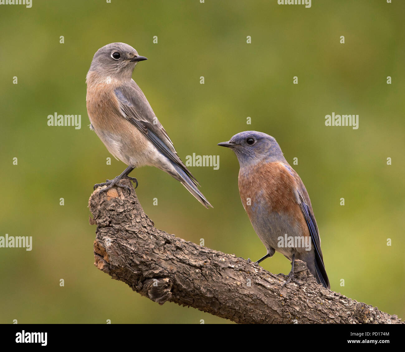 Western Bluebird (Sialia mexicana), Sacramento County California Stock ...