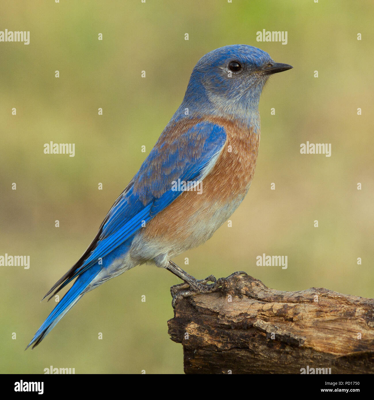 Western Bluebird (Sialia mexicana), Sacramento County California Stock ...
