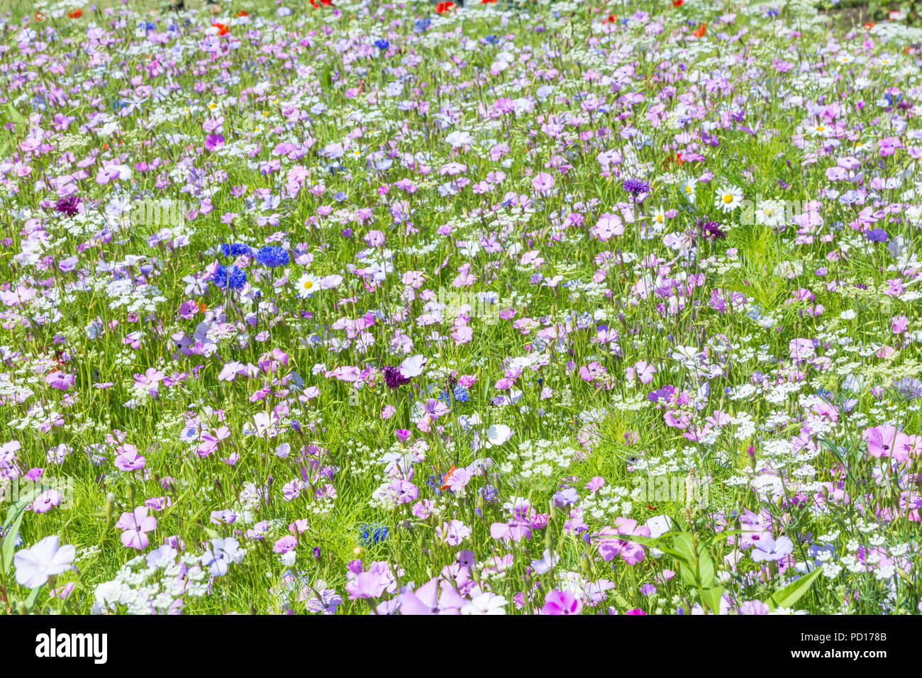 Corncockle flower meadow Agrostemma githago Stock Photo - Alamy