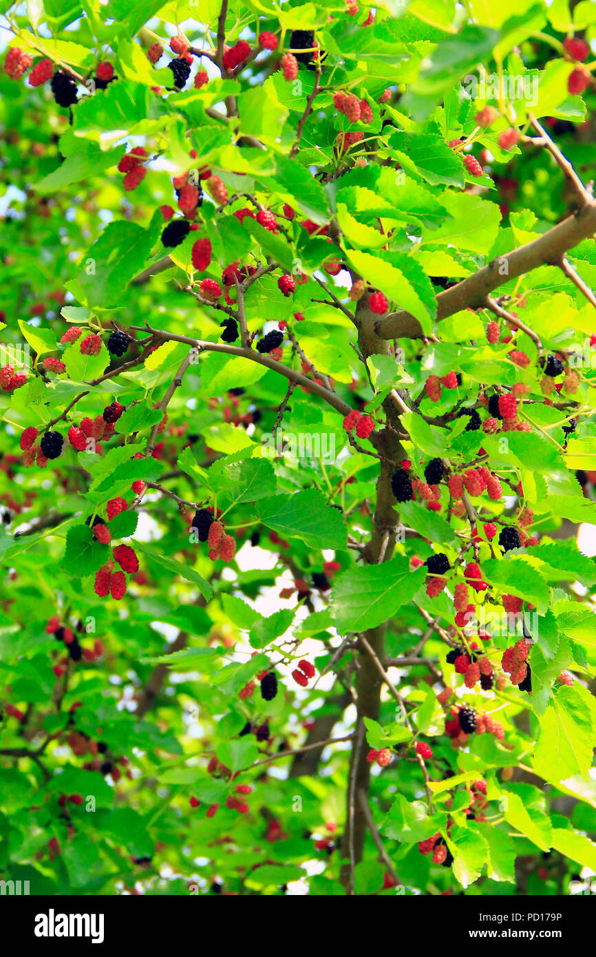 Branch of ripe mulberry. Berries on tree. Ripe mulberry hanging on tree ...