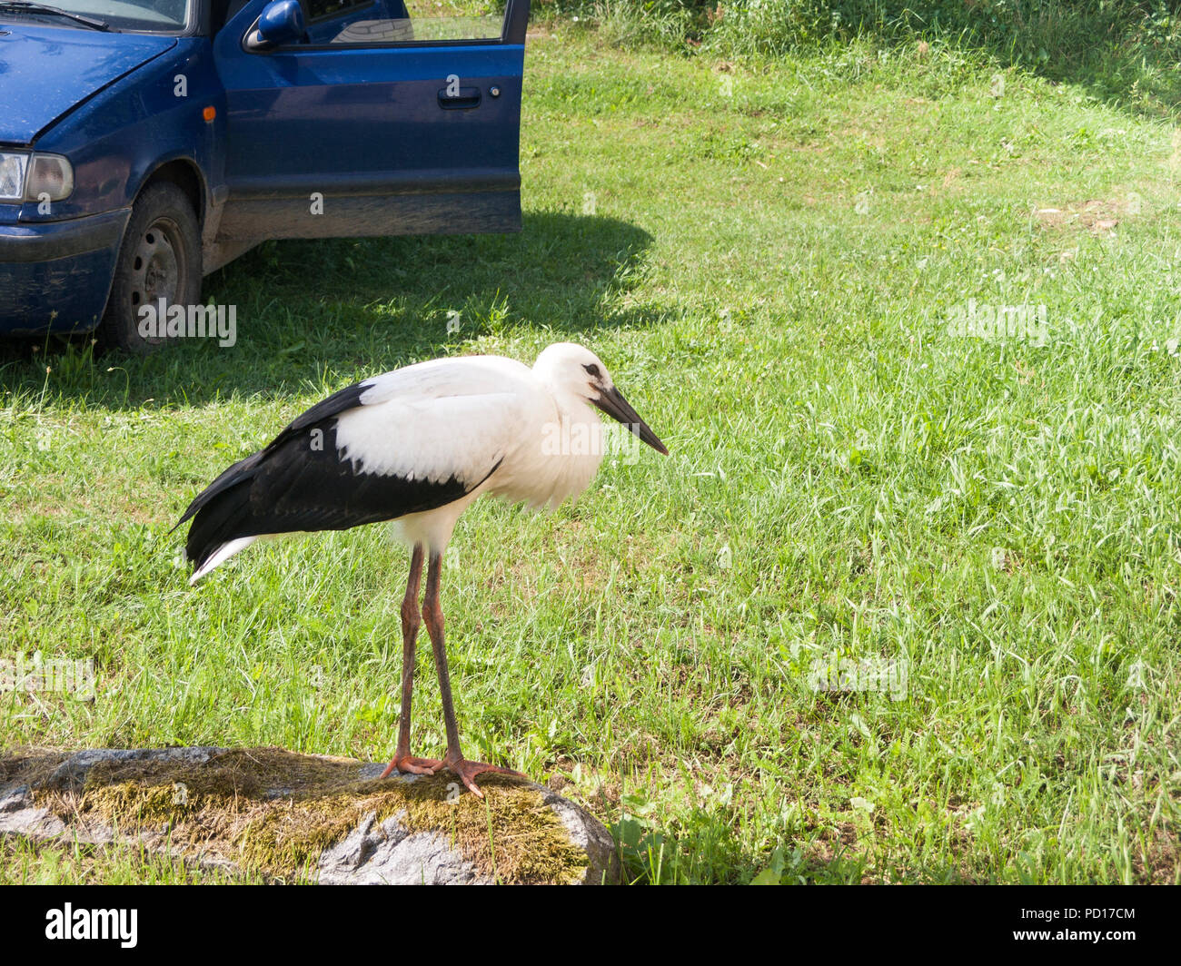 A stork standing in front of a car, outdoor cropped shot Stock Photo ...
