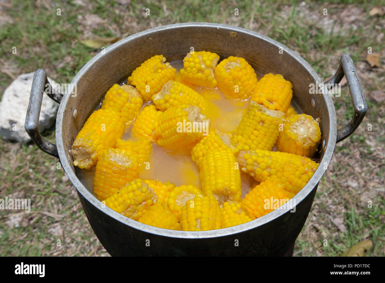 Steamed fresh corn with stick boiling (sweet maize, vegetables) on the ...