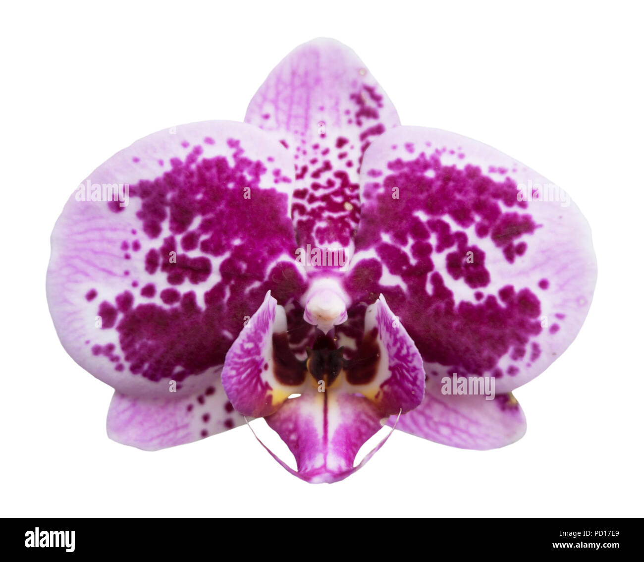 Orchird Flower Isolated on White Stock Photo - Alamy