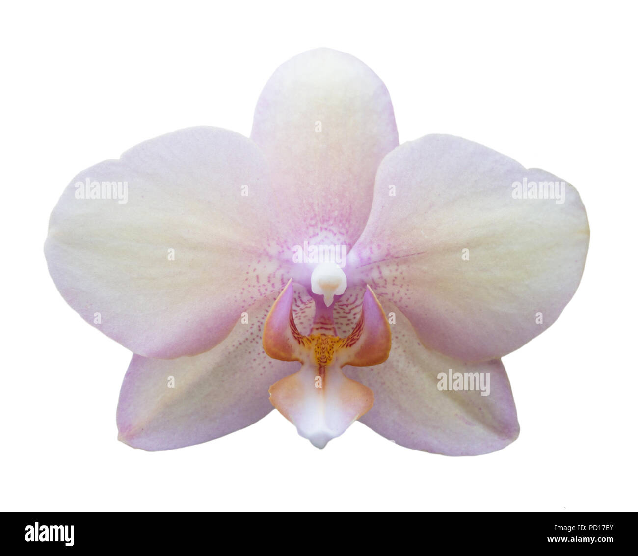 Lilac orchid flower hi-res stock photography and images - Alamy