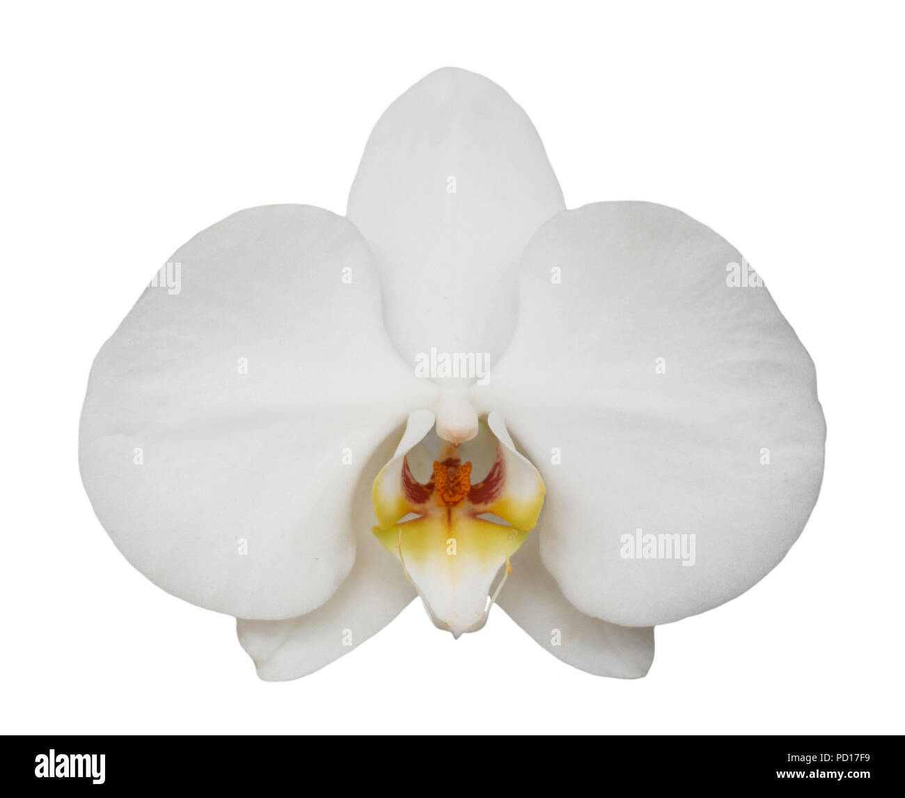 White orchid on purple Cut Out Stock Images & Pictures - Alamy