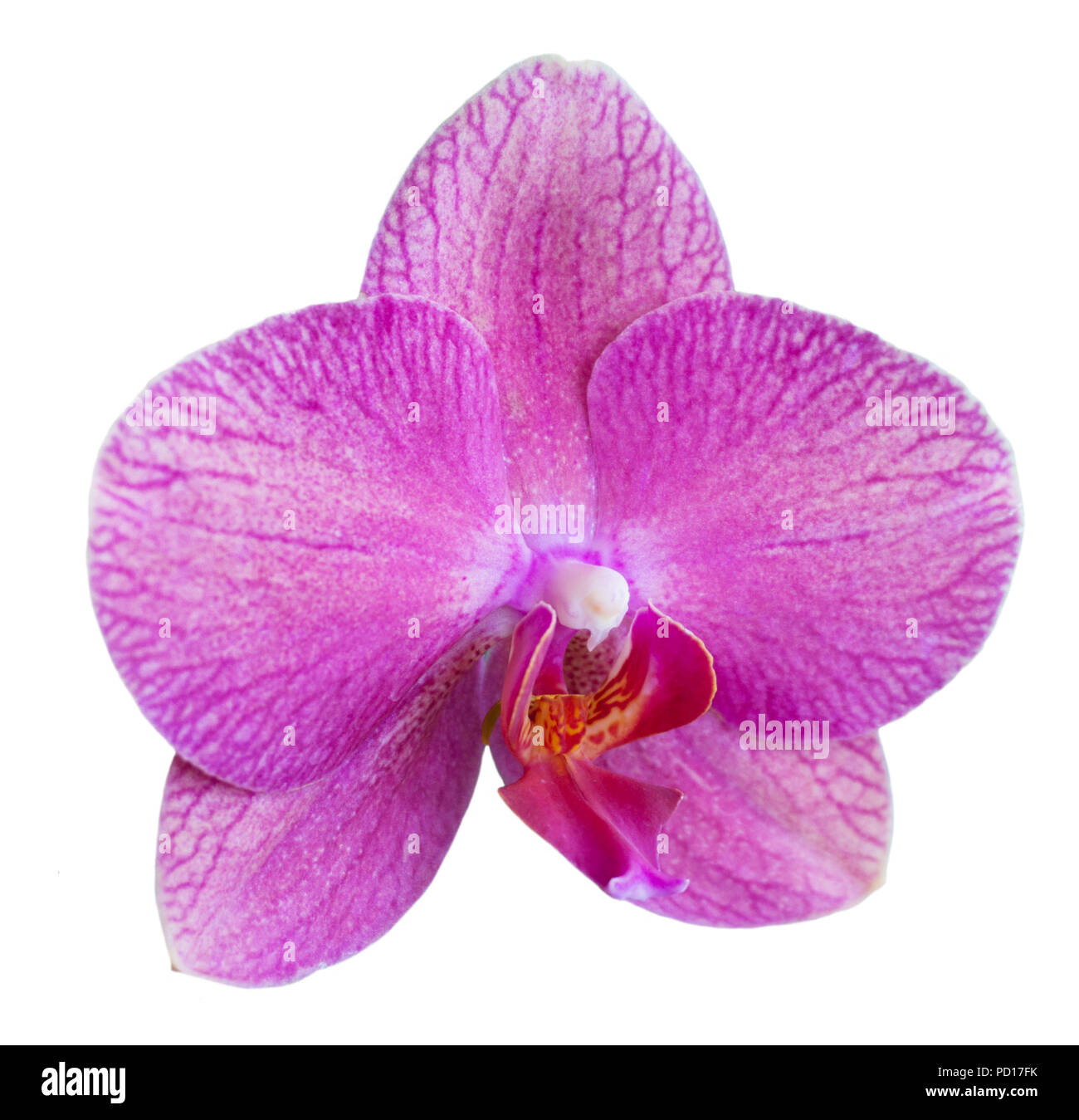 Orchird Flower Isolated on White Stock Photo - Alamy