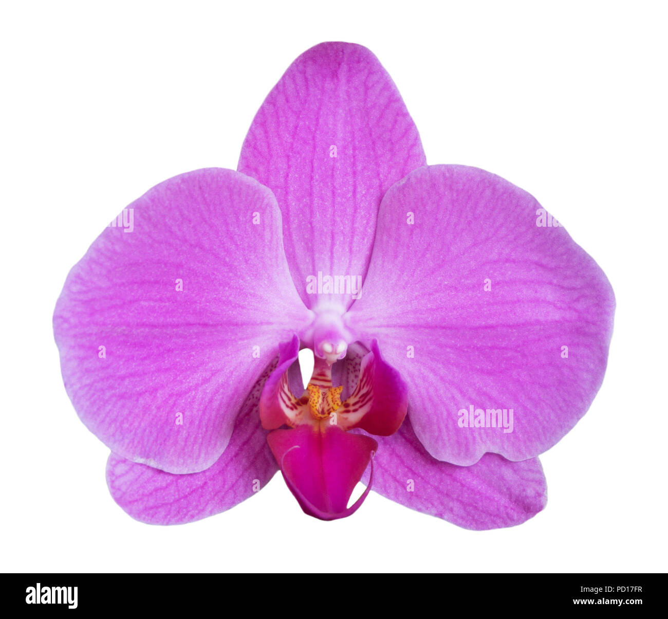 Orchird Flower Isolated on White Stock Photo - Alamy