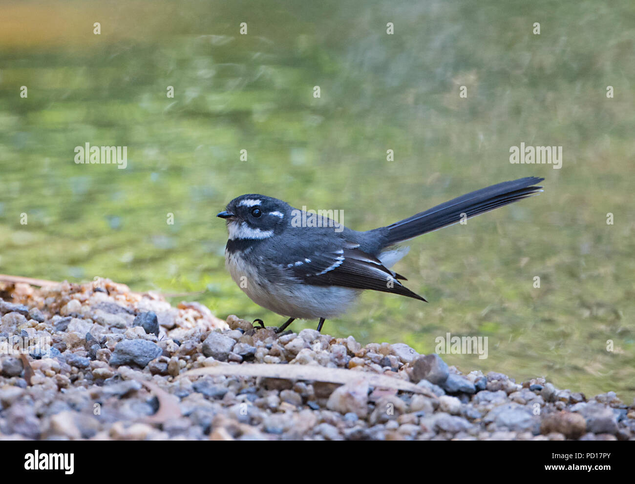 Biboohra hi-res stock photography and images - Alamy