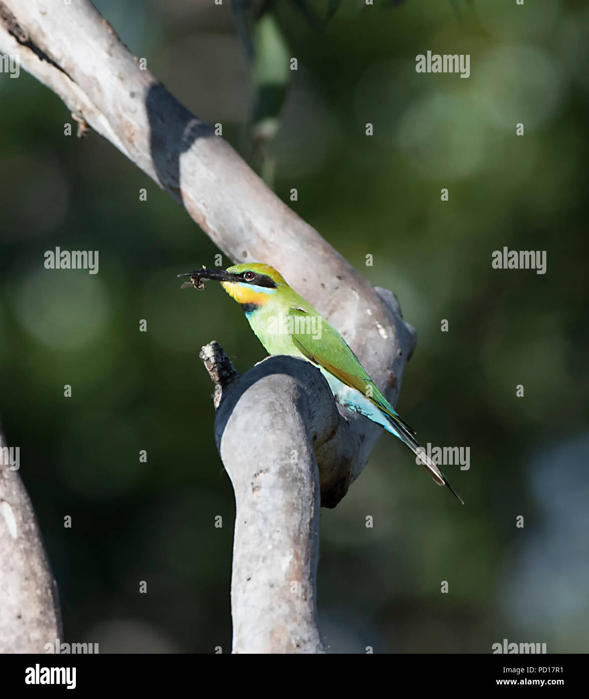Rainbow Bee-eater (Merops ornatus) with insect in beak, Biboohra ...